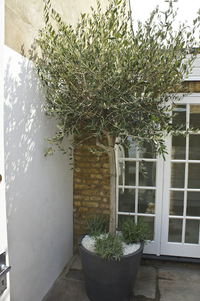 Growing Olive Trees with Style: The Ultimate Guide to Olive Tree Plant Pots