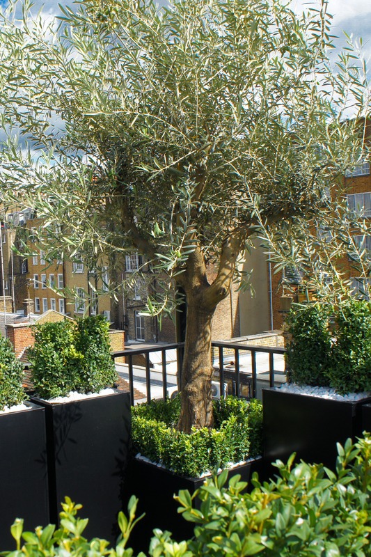 Roof terrace design London | Contemporary planters | Outdoor Planters ...