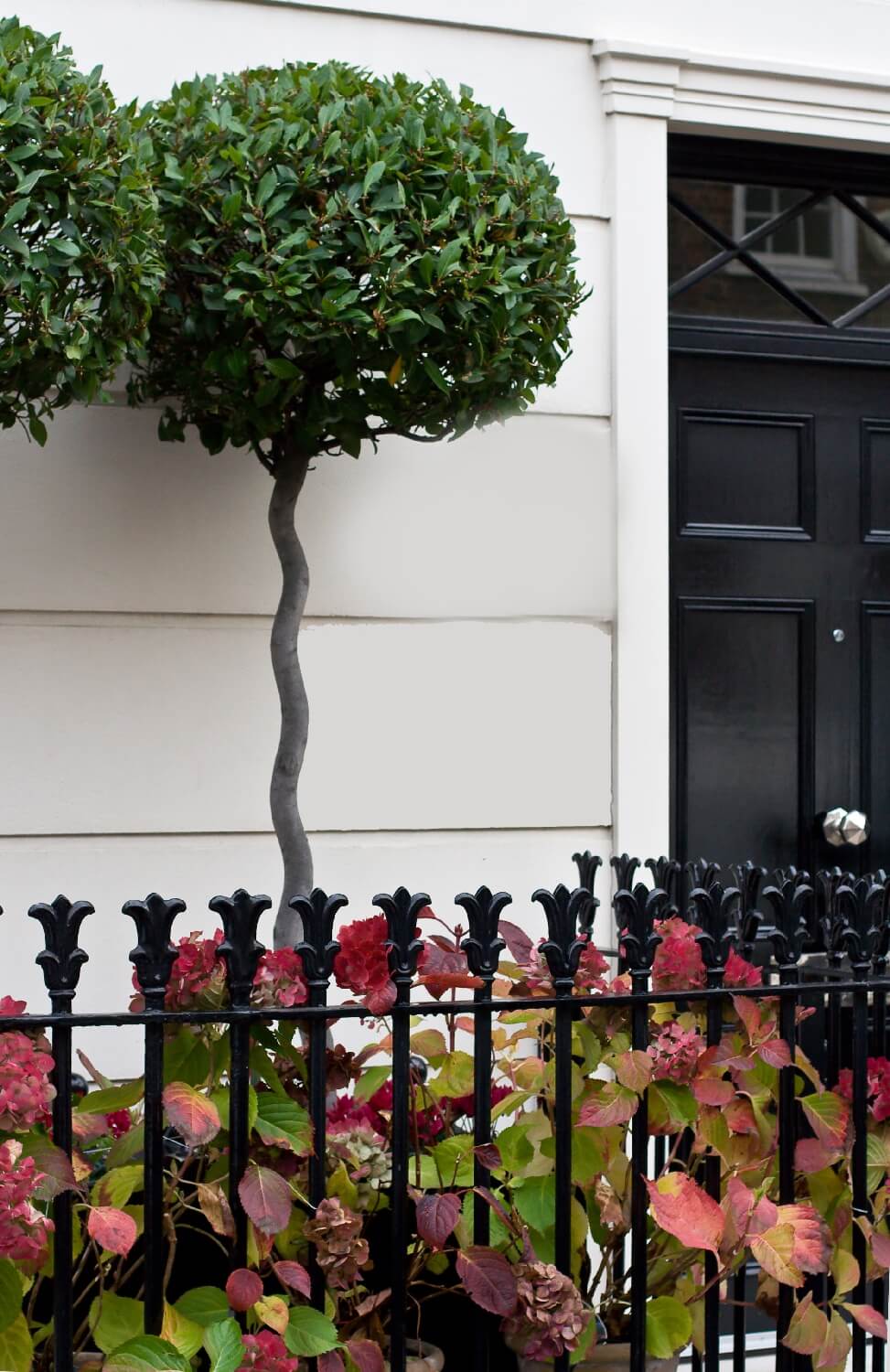 Front door planter Bay tree twisted stem – London Planters