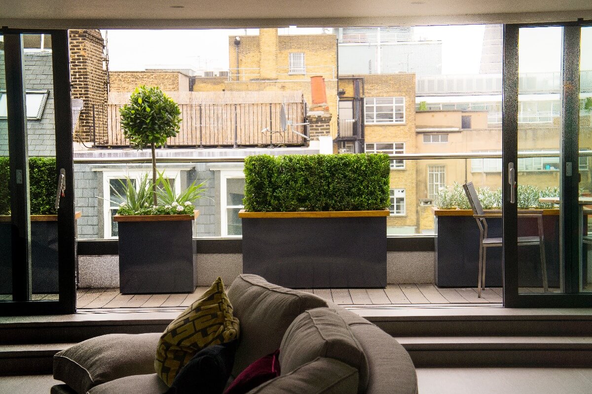 Roof terrace Fitzrovia Buxus hedge – London Planters