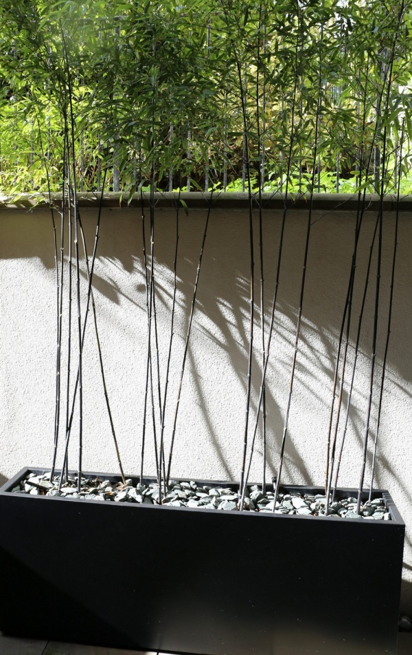 Bamboo in large metal trough planter_cr – London Planters