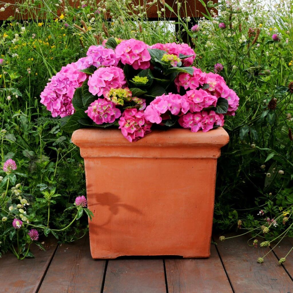 Terracotta Baytree Square Pot – London Planters