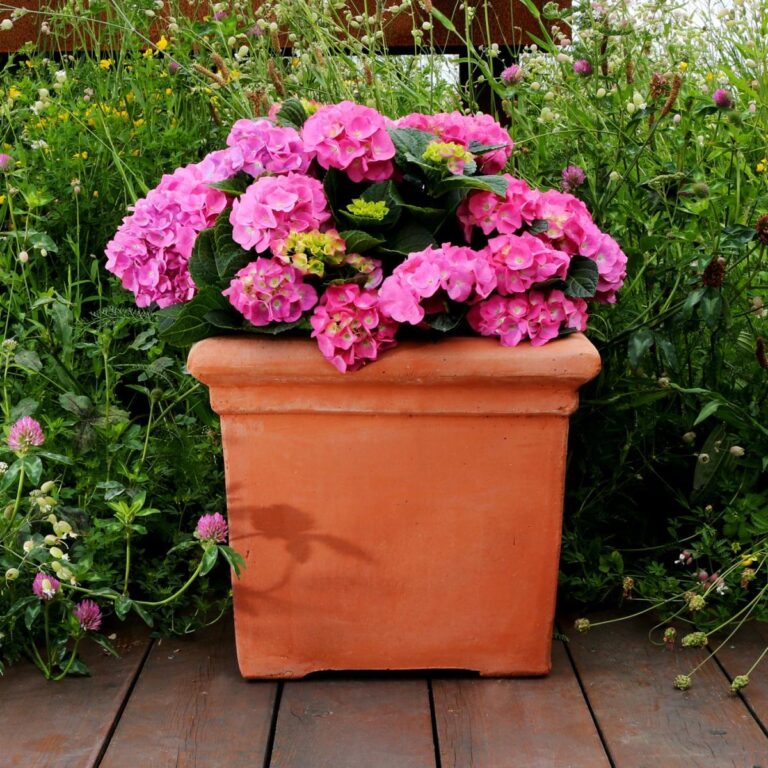 Terracotta Baytree Square Pot – London Planters